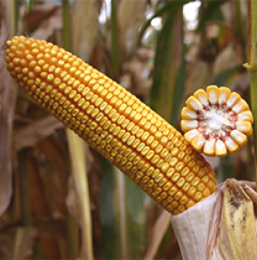 Hybrids Details | Wyffels Corn Hybrids