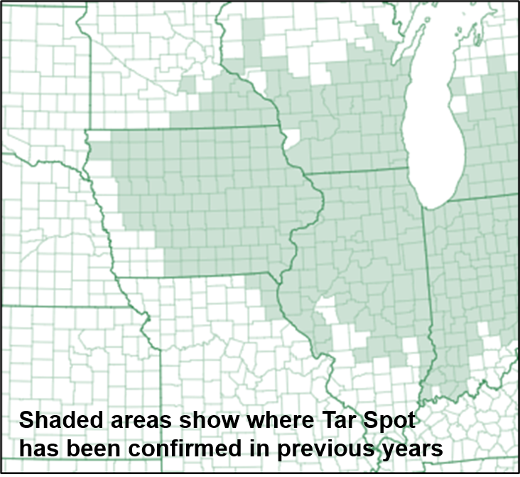 Tar Spot | Wyffels Corn Hybrids