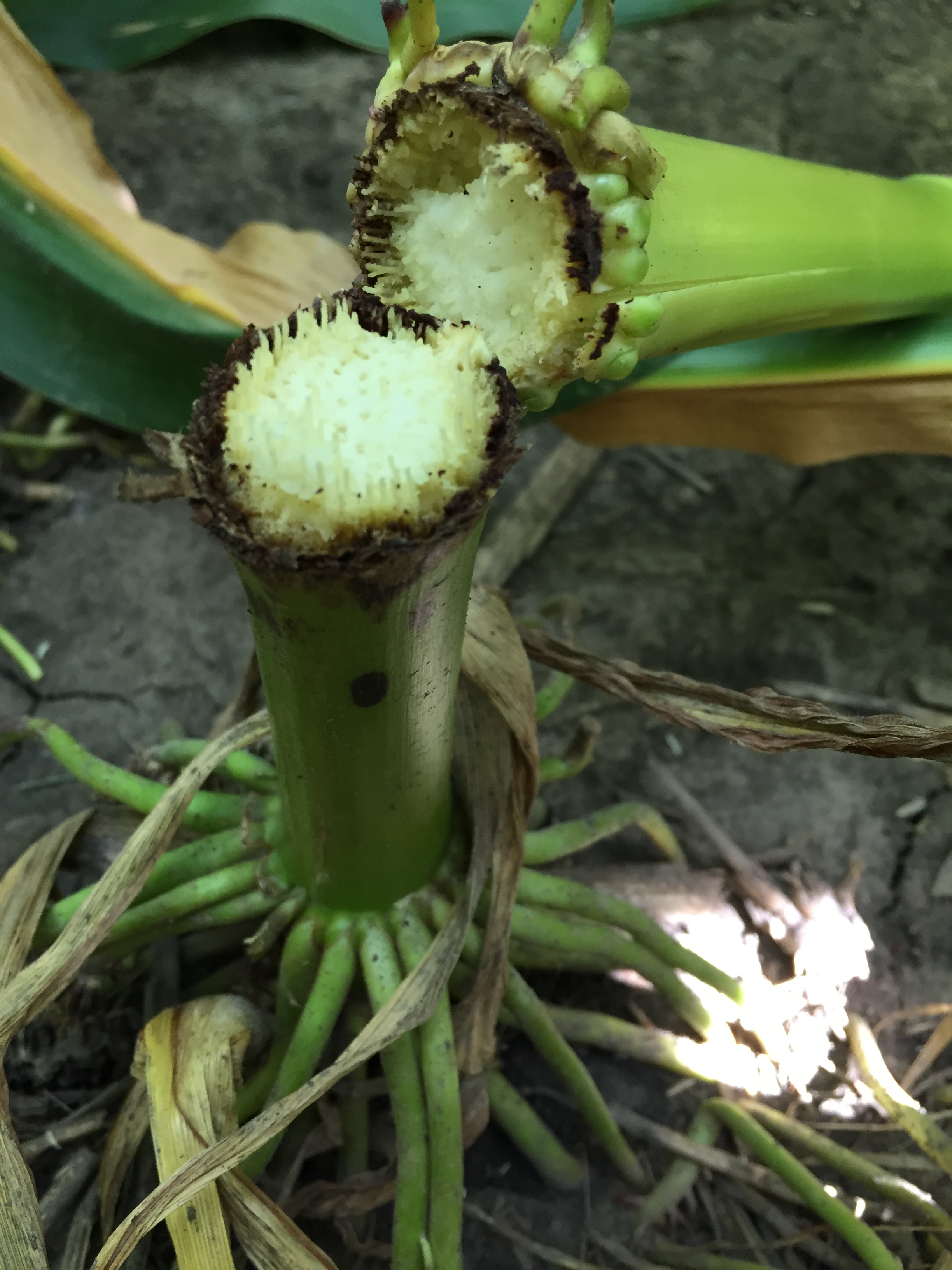 Stalk Rot Diseases | Wyffels Corn Hybrids