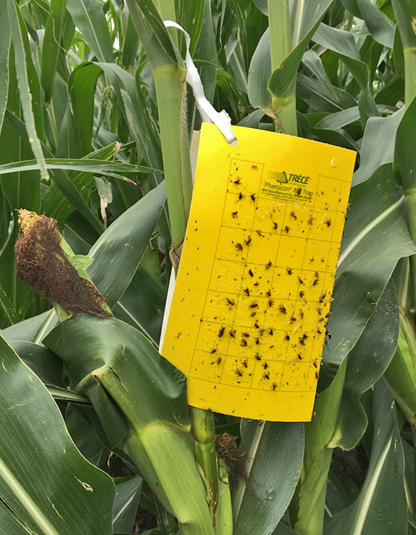Manage Corn Rootworm | Wyffels