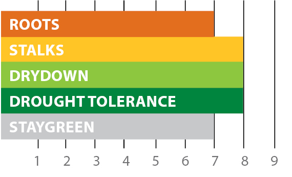 W2080 | Wyffels Corn Hybrids