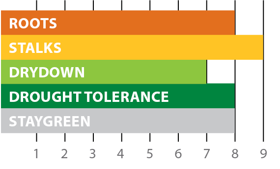 W5019RIB | Wyffels Corn Hybrids