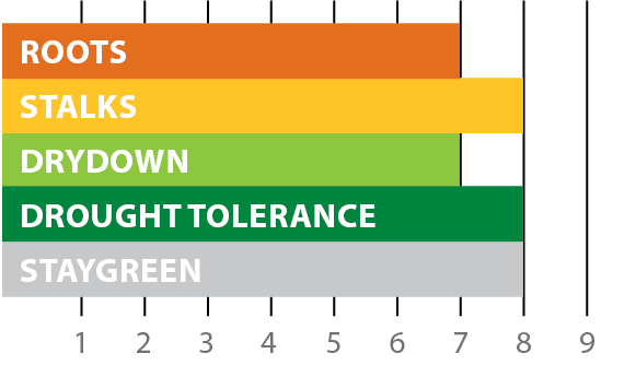 W7759RIB | Wyffels Corn Hybrids