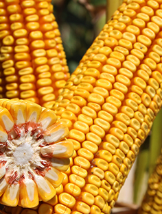 W1746RIB | Wyffels Corn Hybrids