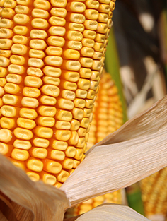 W1966RIB | Wyffels Corn Hybrids