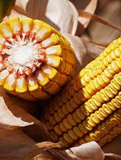 W2080 | Wyffels Corn Hybrids