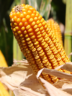 W2616RIB | Wyffels Corn Hybrids
