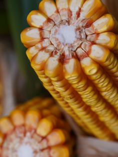 W5440 | Wyffels Corn Hybrids