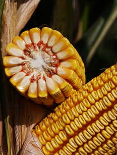W6898RIB | Wyffels Corn Hybrids