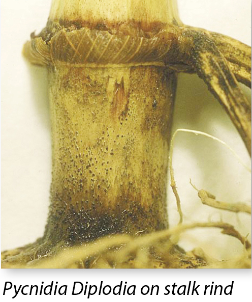 Stalk Quality and Harvest Priority | Wyffels Corn Hybrids