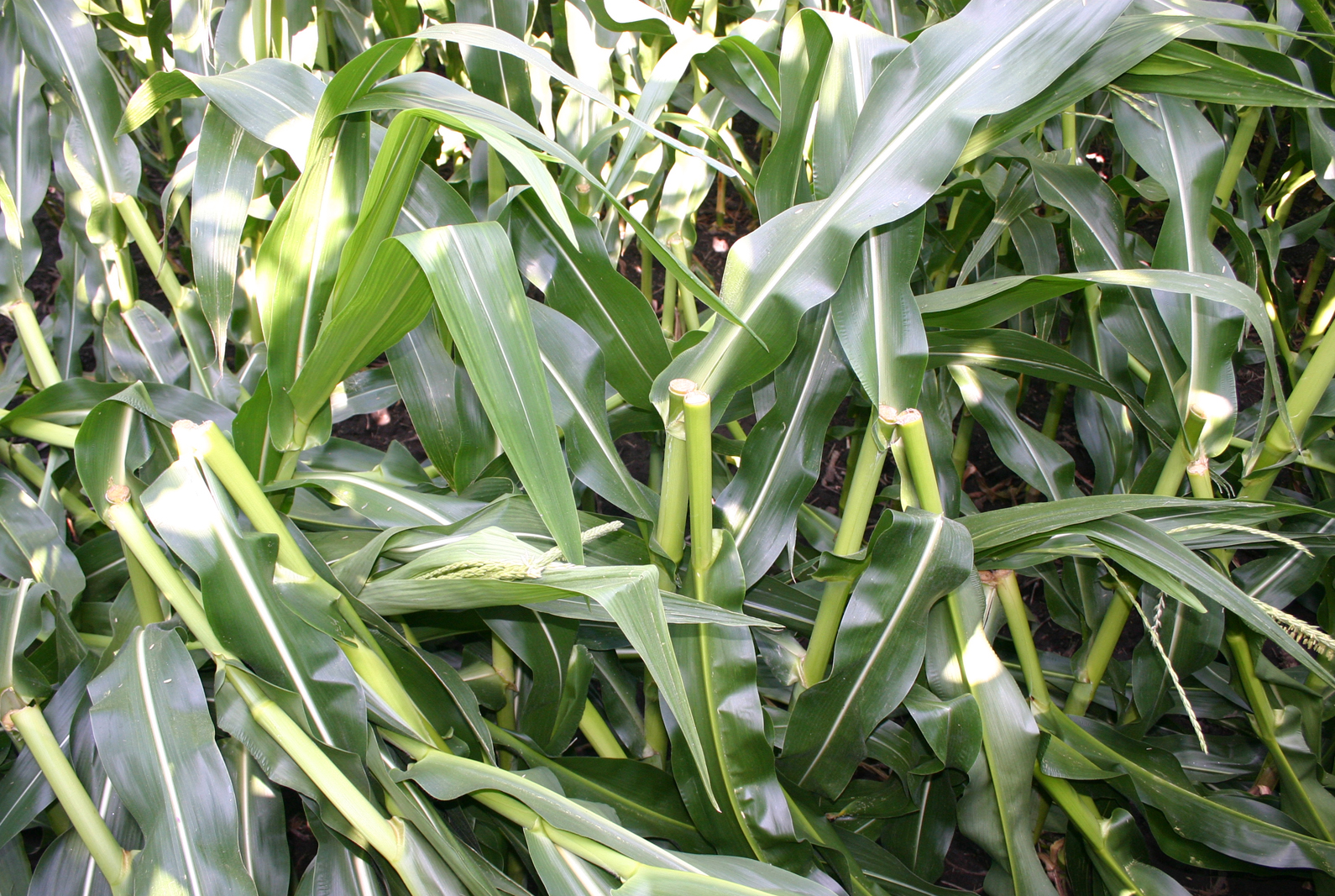 Green Snap in Corn | Wyffels Hybrids