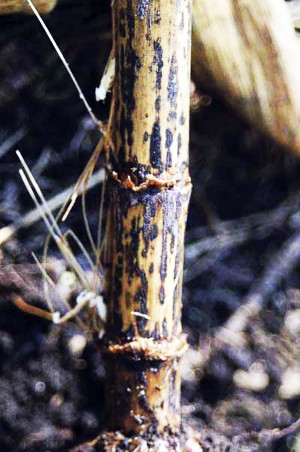 Stalk Rot Diseases | Wyffels Corn Hybrids